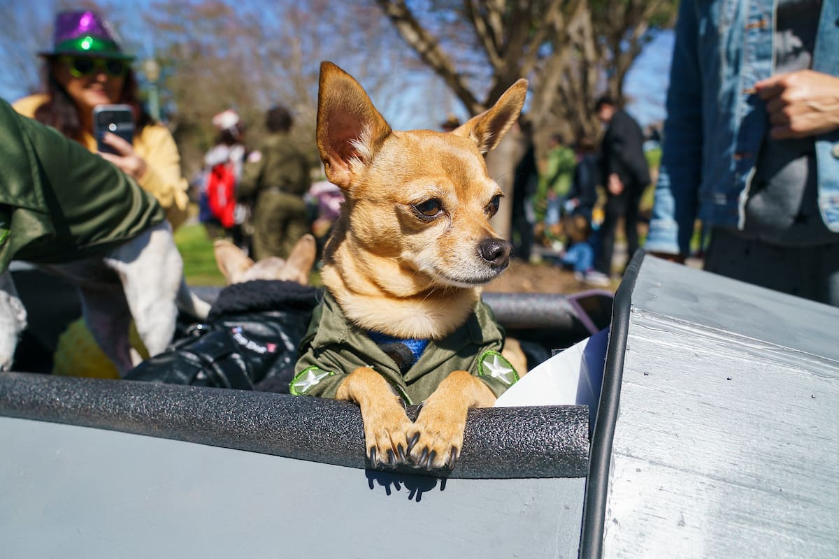 Photos: Mystic Krewe of Barkus Celebrates 30 Years