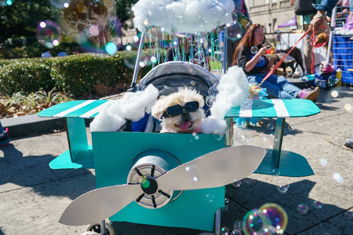 Photos: Mystic Krewe of Barkus Celebrates 30 Years