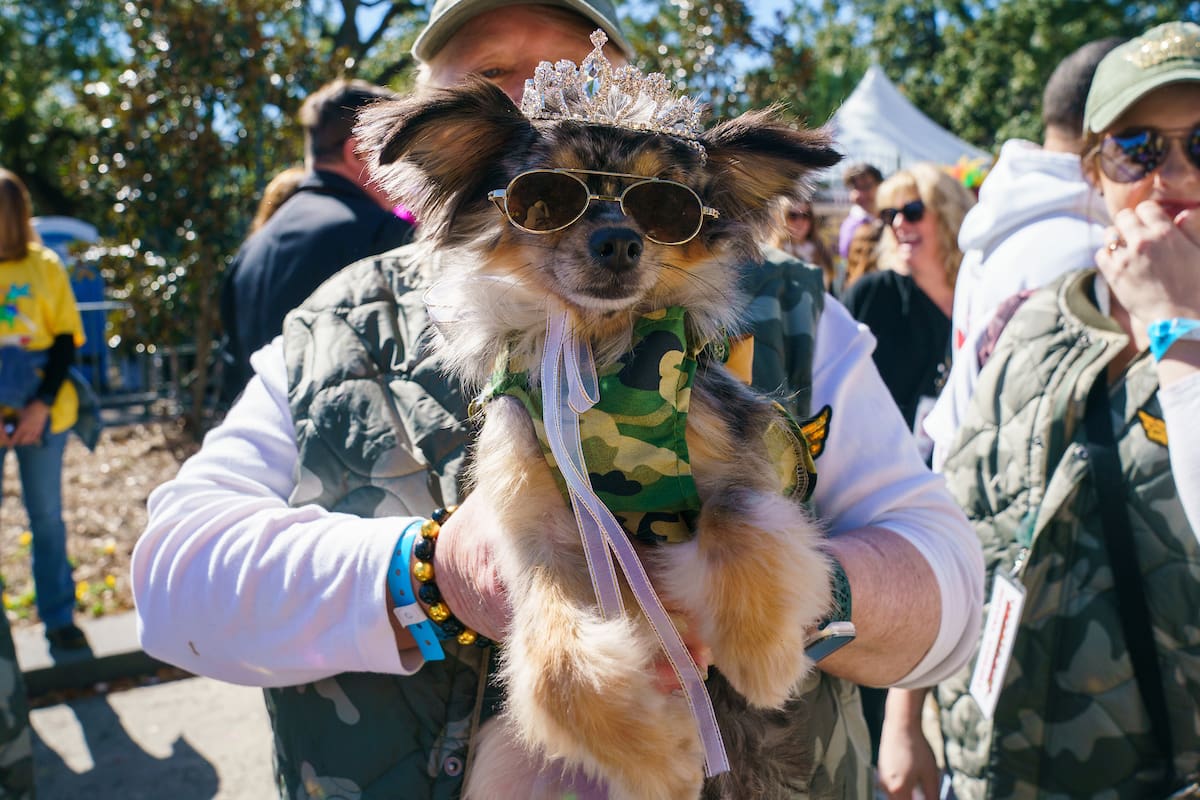 Photos: Mystic Krewe of Barkus Celebrates 30 Years
