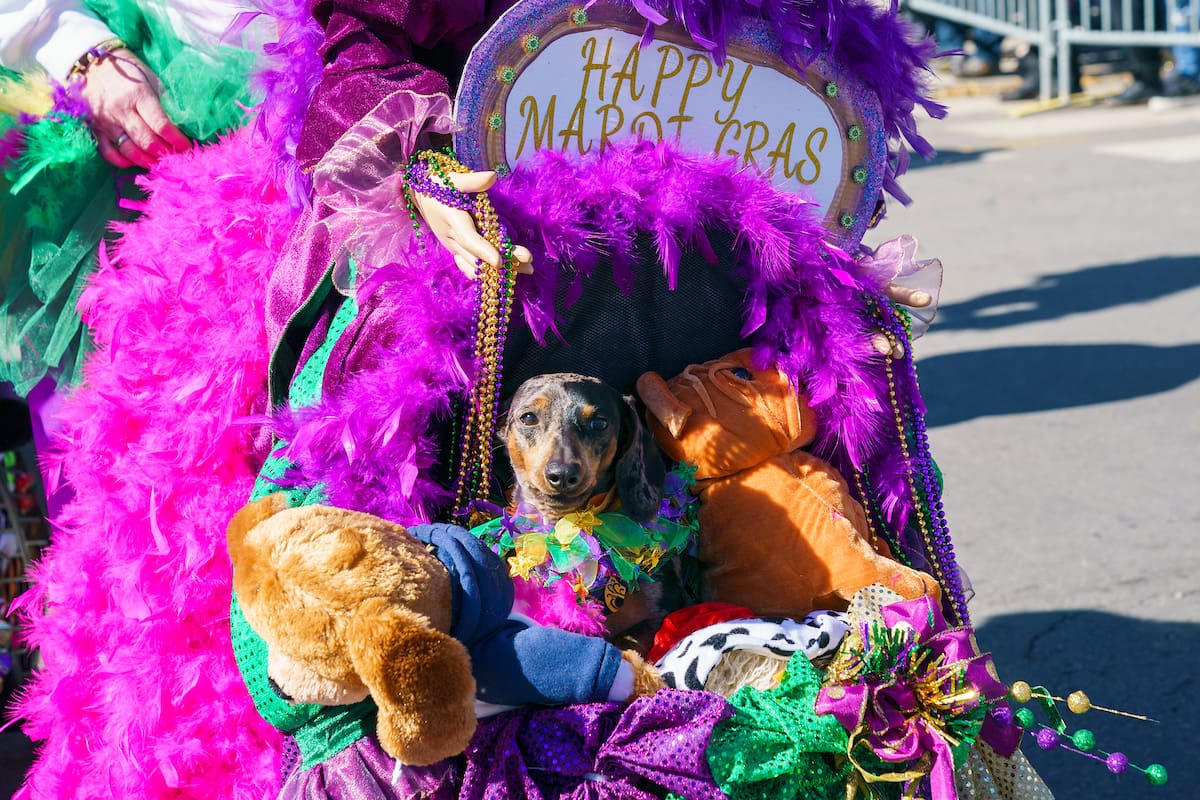 Photos: Mystic Krewe of Barkus Celebrates 30 Years
