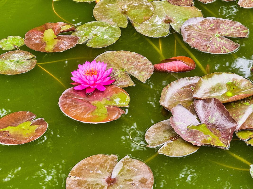 Lotusland is One of the World’s Most Unique Botanical Gardens