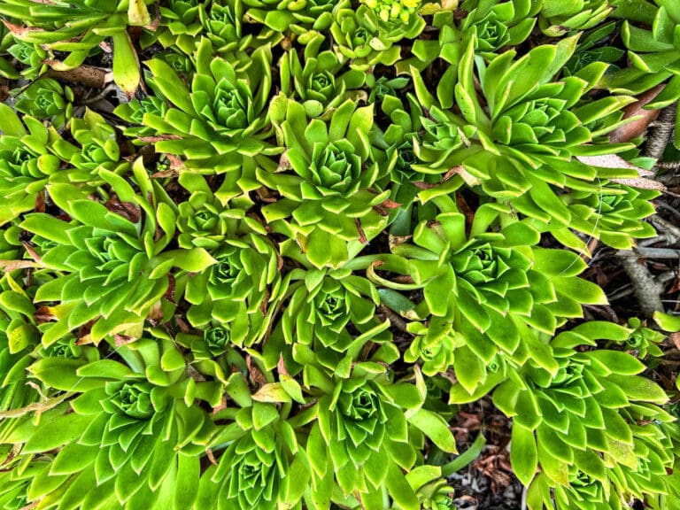 Lotusland is One of the World’s Most Unique Botanical Gardens