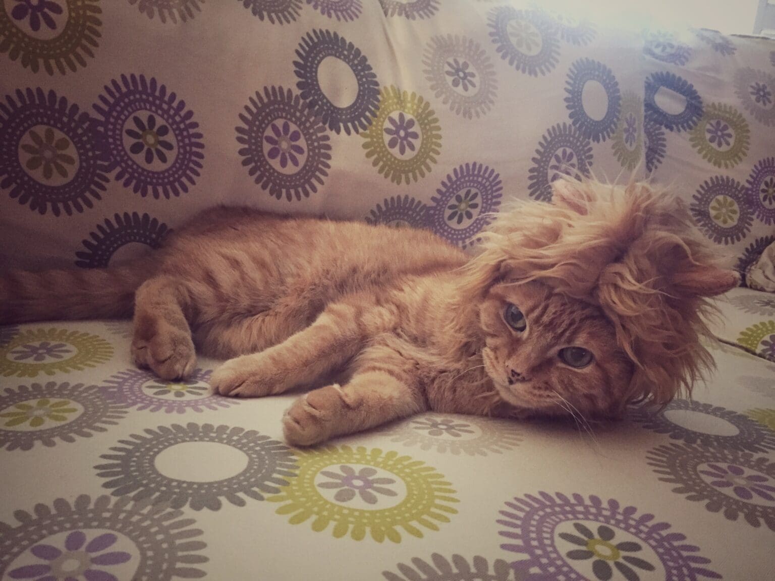 National Ginger Cat Appreciation Day