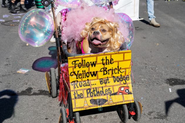 Inside the 2026 Krewe of Barkus Parade
